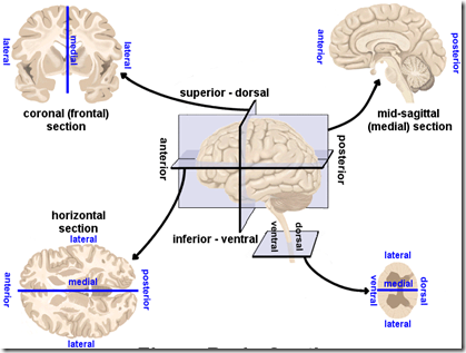 NeuroLearn: Human Brain: Directions, cross-sections and divisions